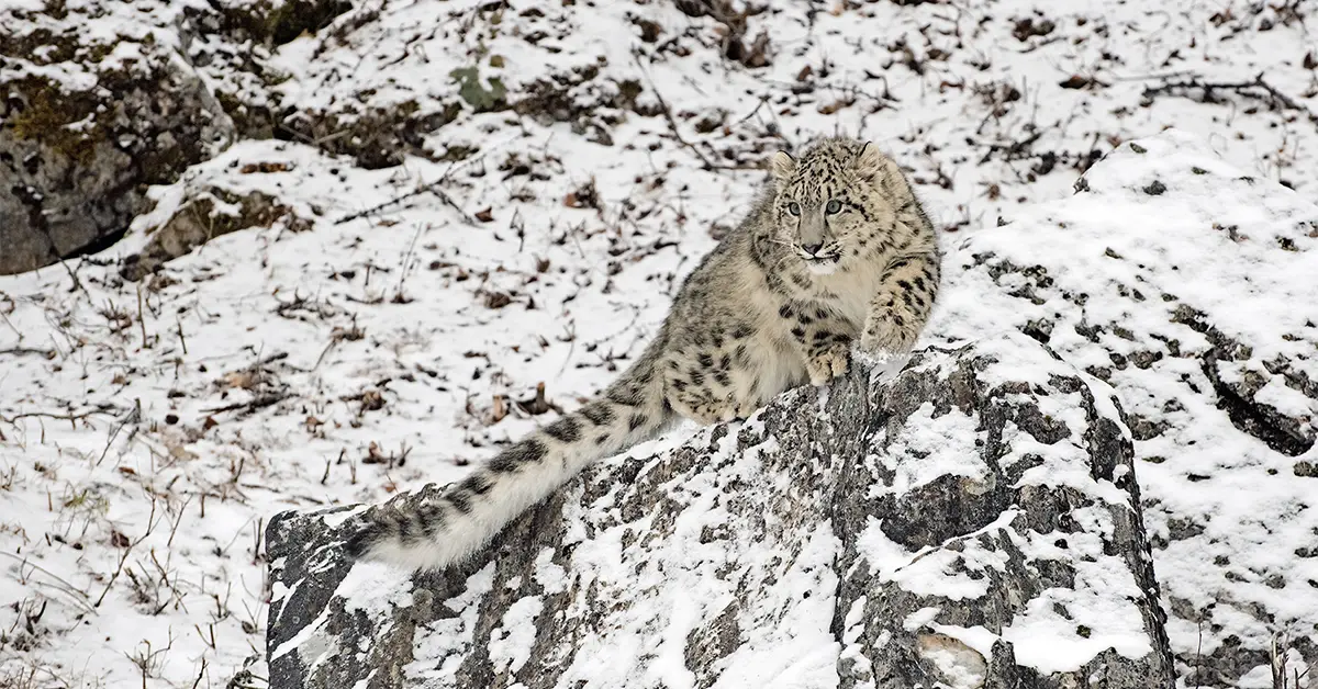 Snow Leopard Expedition in Spiti - Book Now @ Upto 20% Off